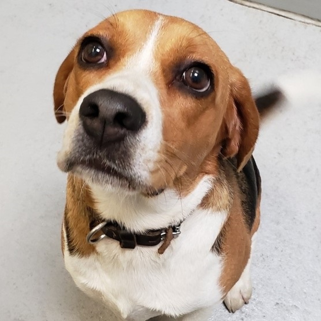 Lilly - Medium Female Beagle Dog in VIC - PetRescue