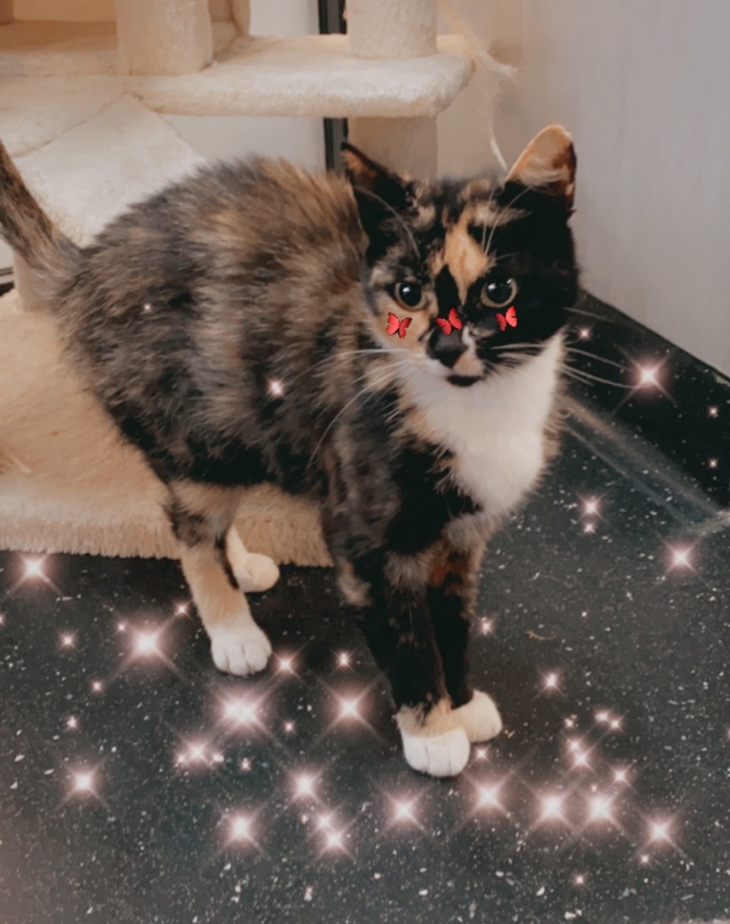 Marilla - Female Domestic Short Hair Mix Cat in VIC - PetRescue