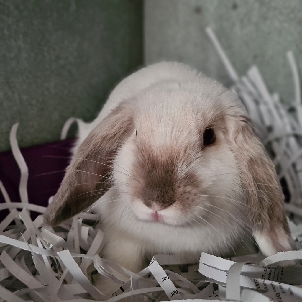 Khaleesi - Female French Lop Mix Rabbit in VIC - PetRescue