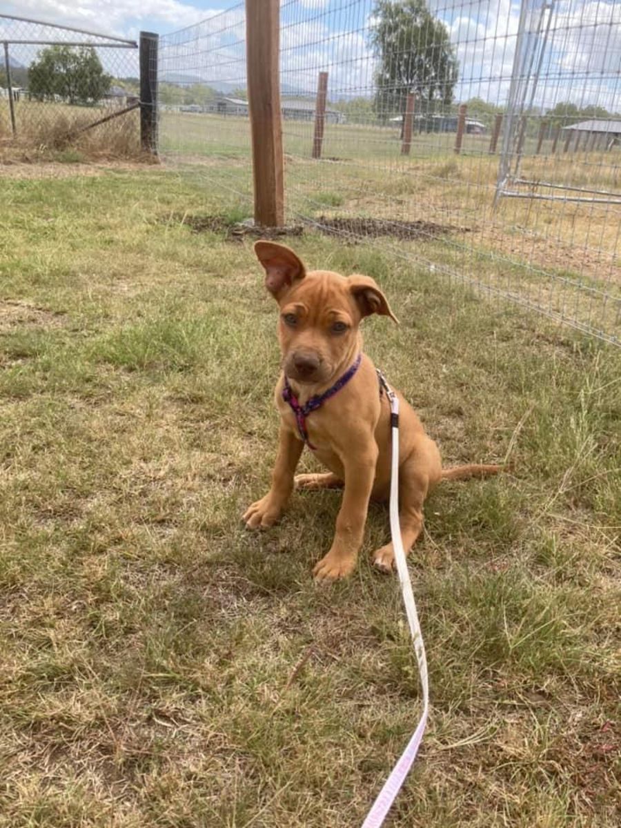Dream - Medium Female Border Collie x Staffy Mix Dog in QLD - PetRescue