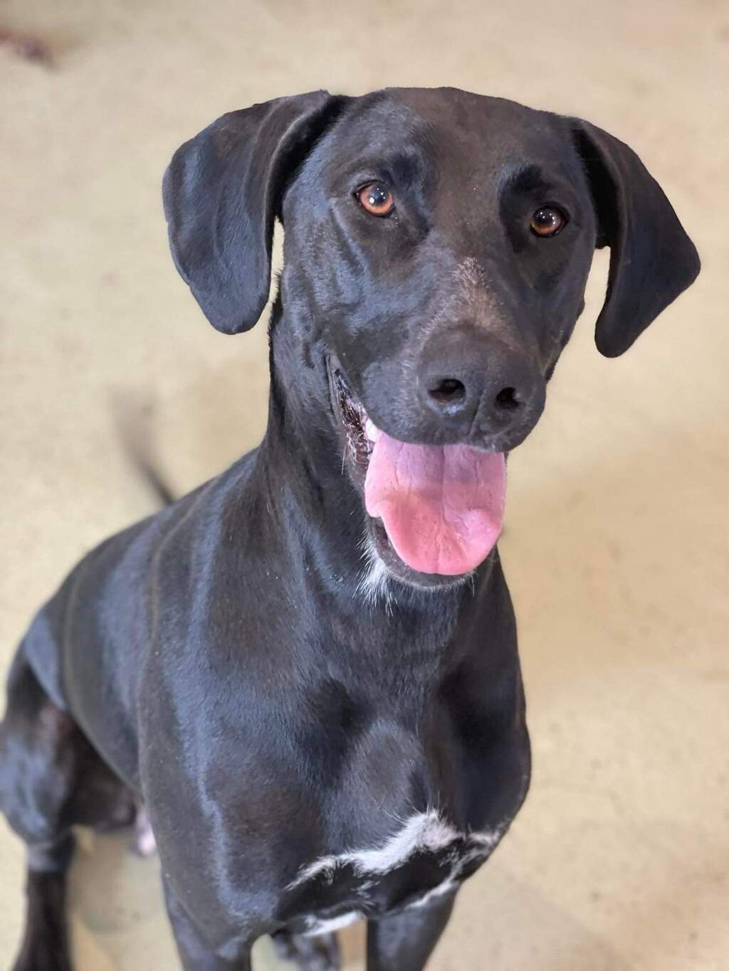 Kida - Large Female German Shorthaired Pointer x Staghound Mix Dog in ...