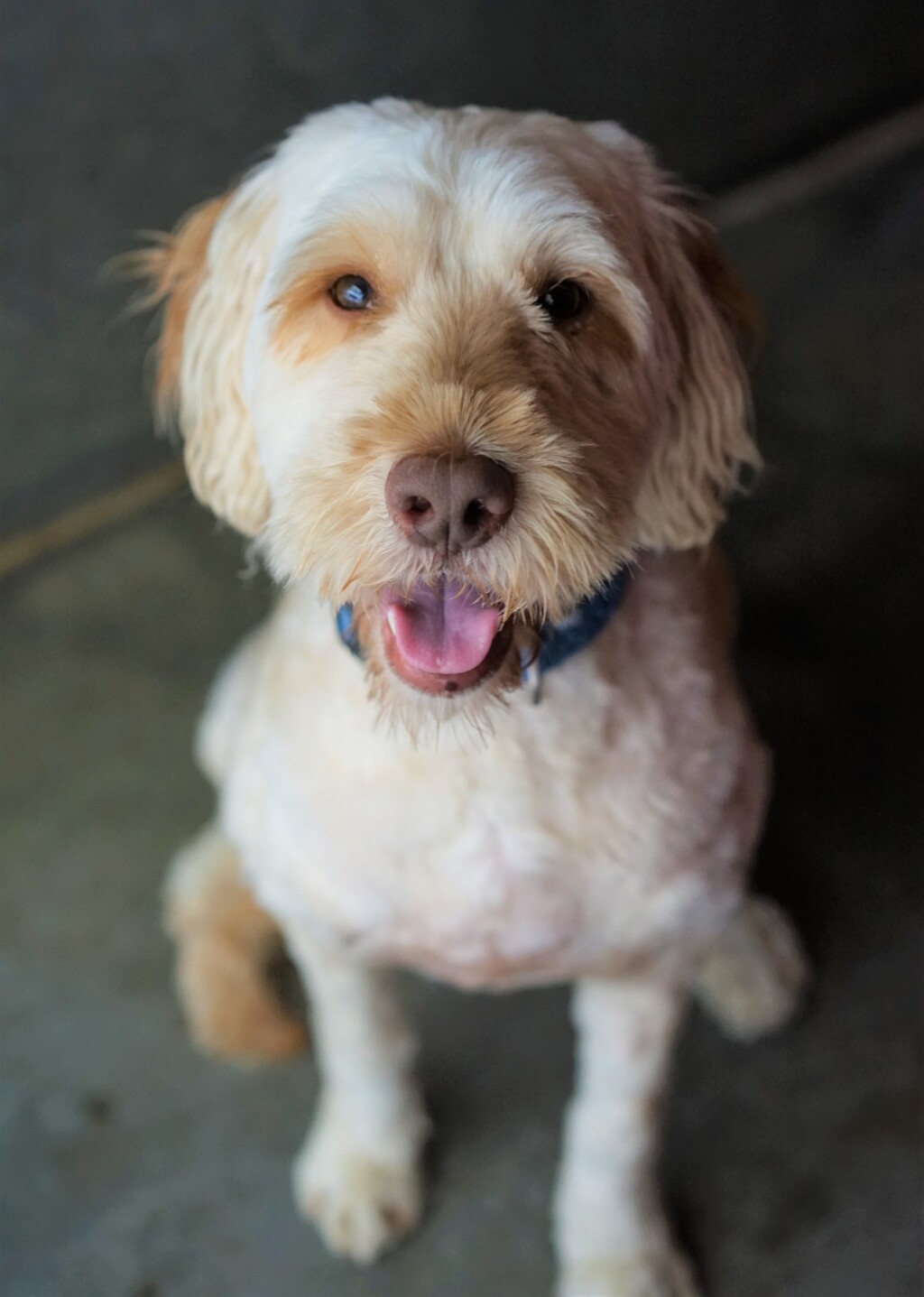 Paskal - Medium Male Labradoodle Mix Dog in QLD - PetRescue