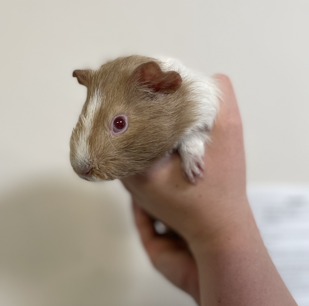Rotini - Female Short-hair Smooth Hair Mix Guinea Pig in WA - PetRescue