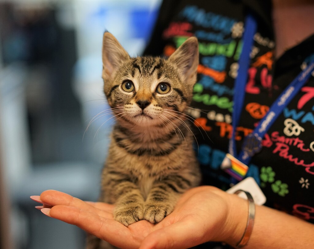 Possum - Female Domestic Short Hair Mix Cat in QLD - PetRescue