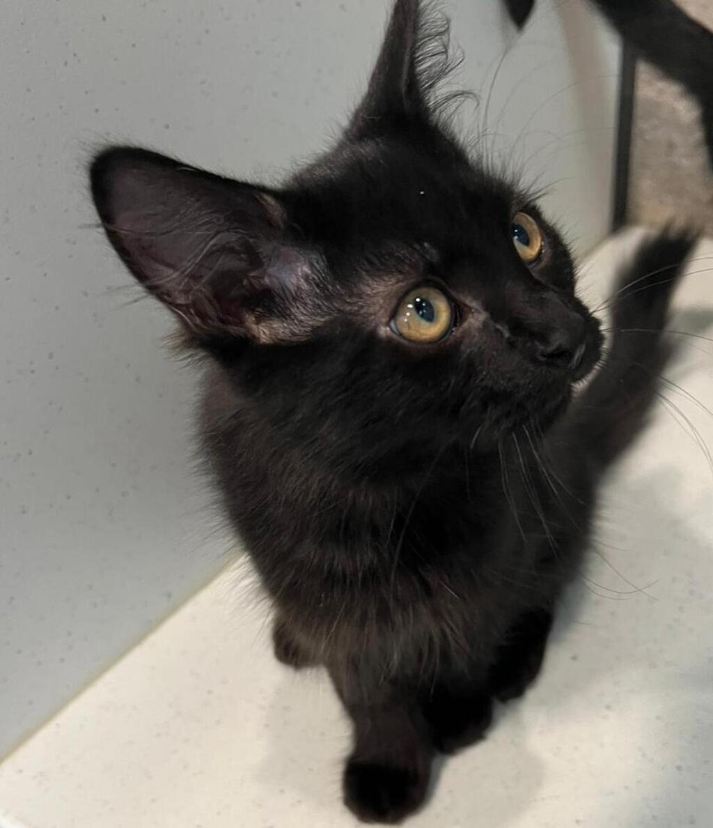 Dempsey - Male Domestic Short Hair Mix Cat in NSW - PetRescue