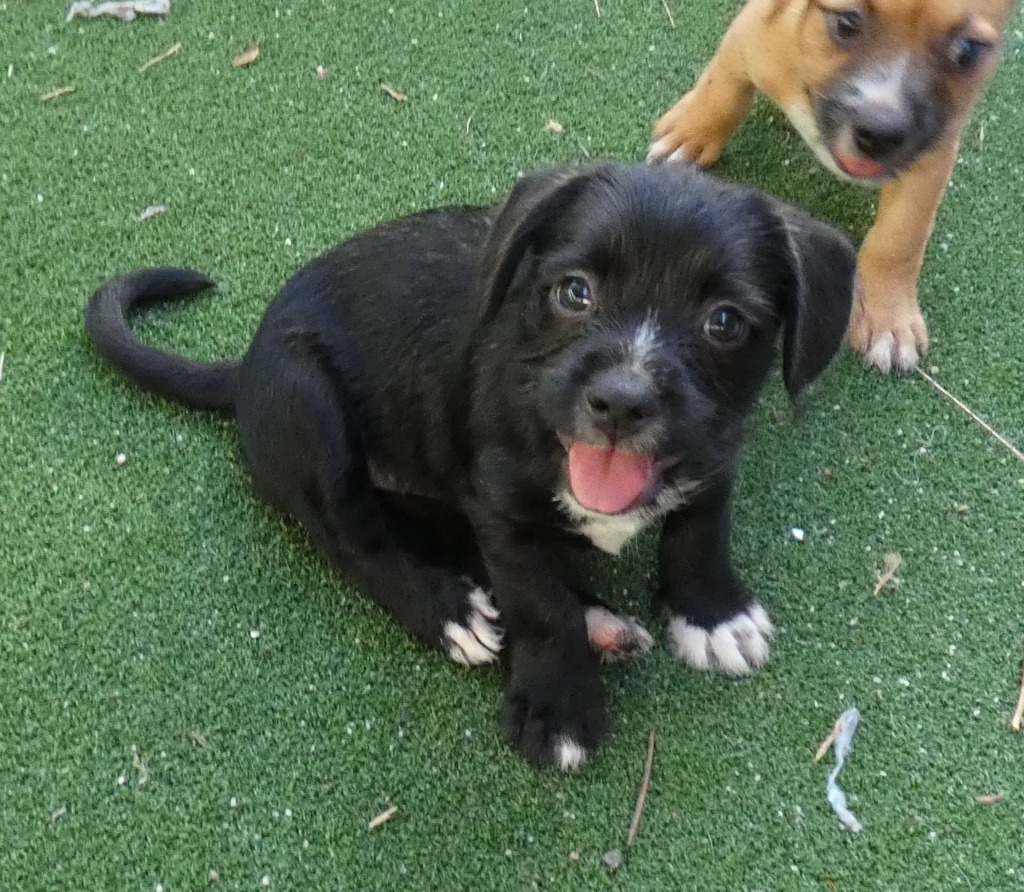 Chipper - Medium Female Mixed Breed Dog in QLD - PetRescue