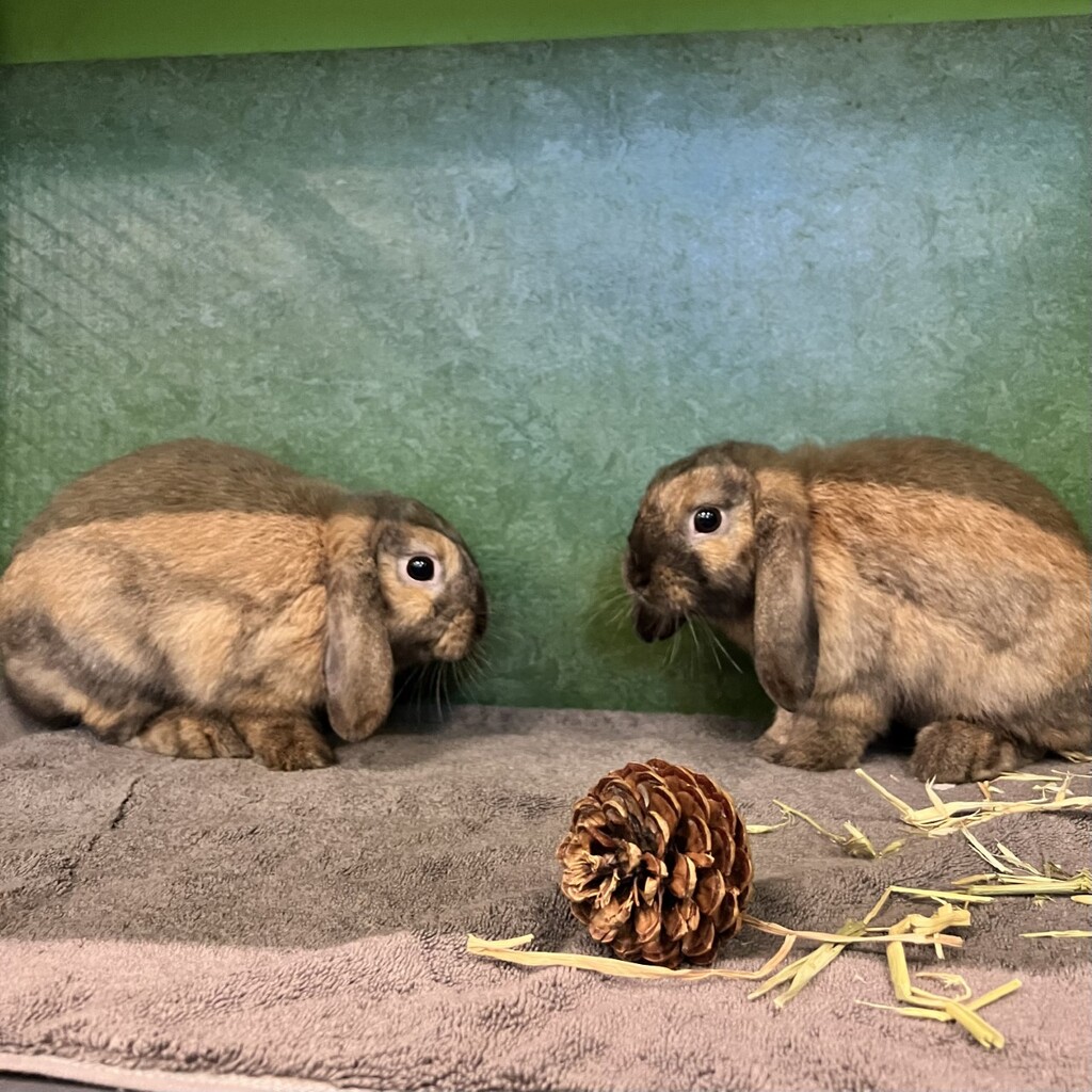 Scooby-Doo - Male Lop Eared Mix Rabbit in VIC - PetRescue