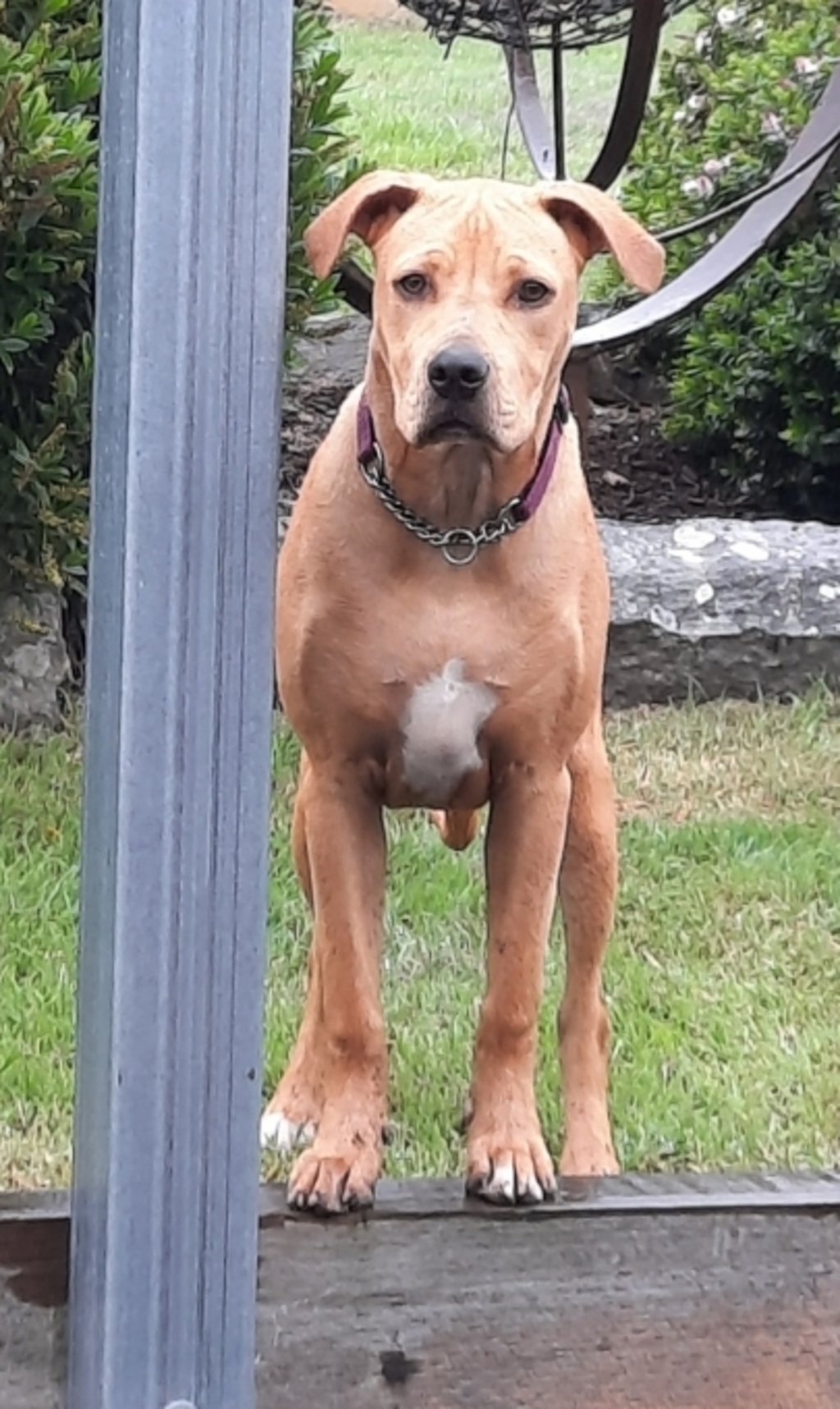 Saffron - Large Female Boxer Mix Dog in NSW - PetRescue