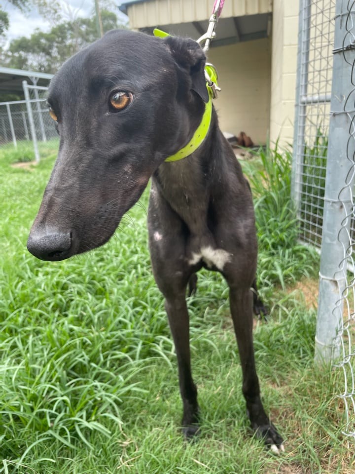 Tyson - Large Male Greyhound Dog in QLD - PetRescue