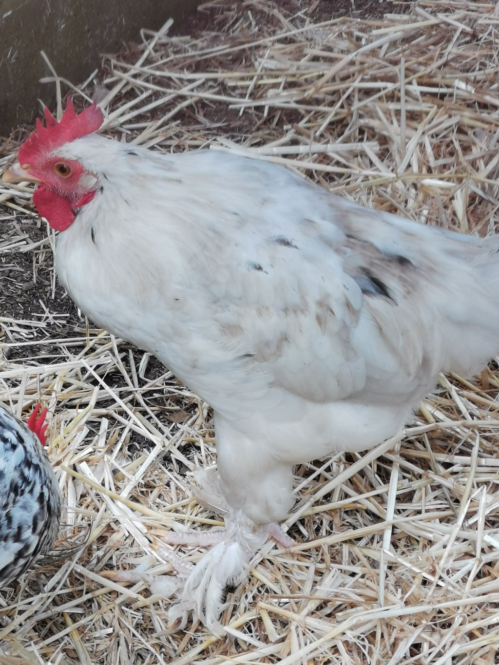 Hank - Male Rooster Mix Fowl in QLD - PetRescue