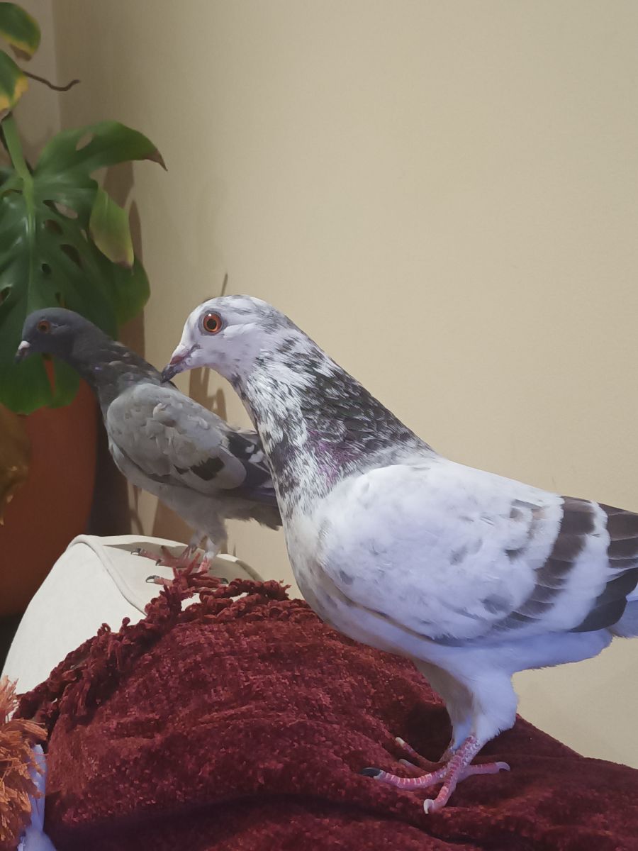 Jack and Jill - Male Bird in VIC - PetRescue