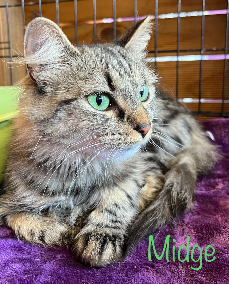 Midge - Female Domestic Medium Hair Cat in VIC - PetRescue