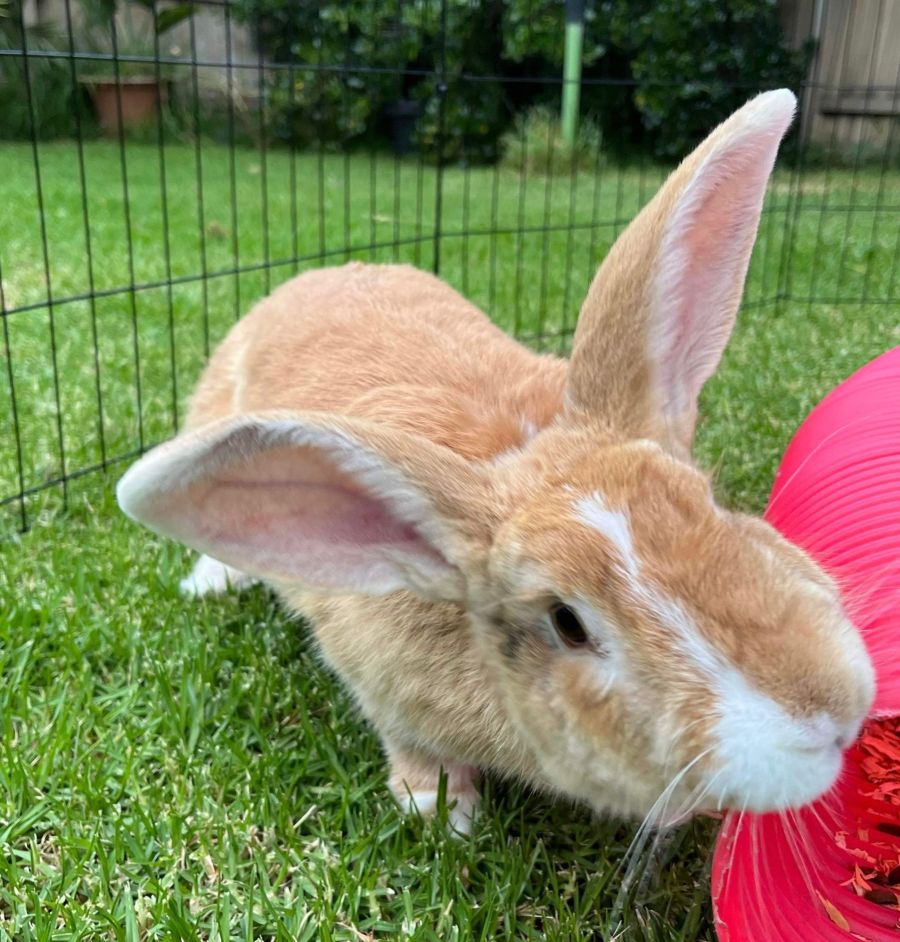 George - Male Rabbit in VIC - PetRescue