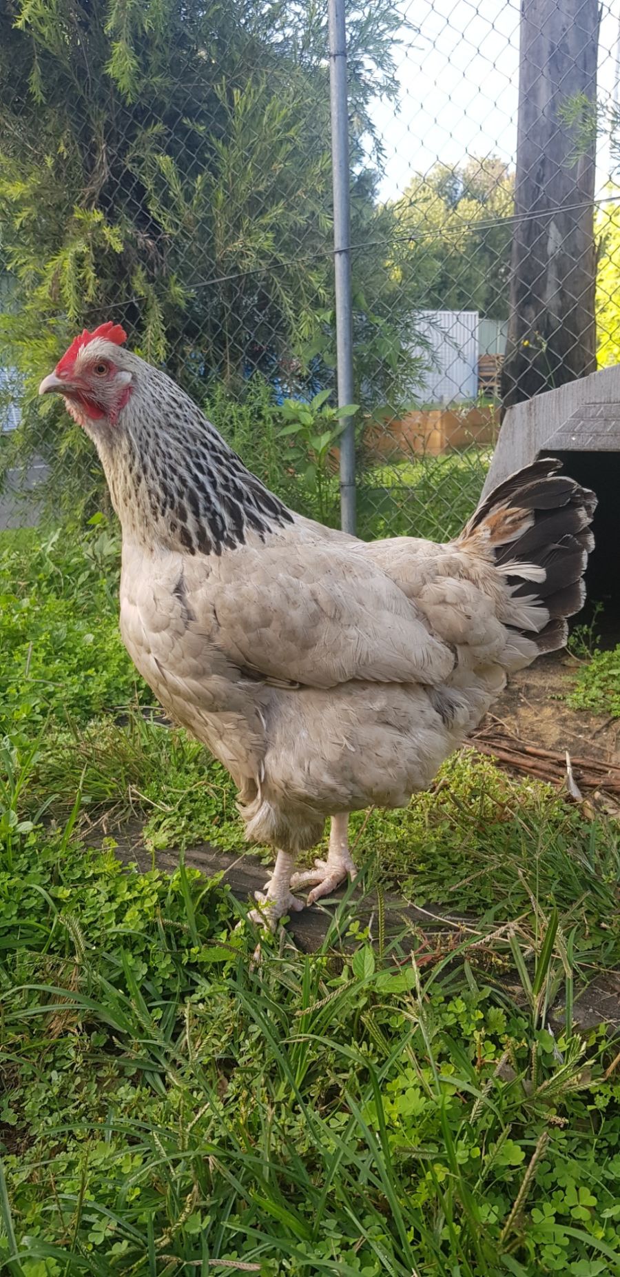 Sally - Female Chicken in NSW - PetRescue