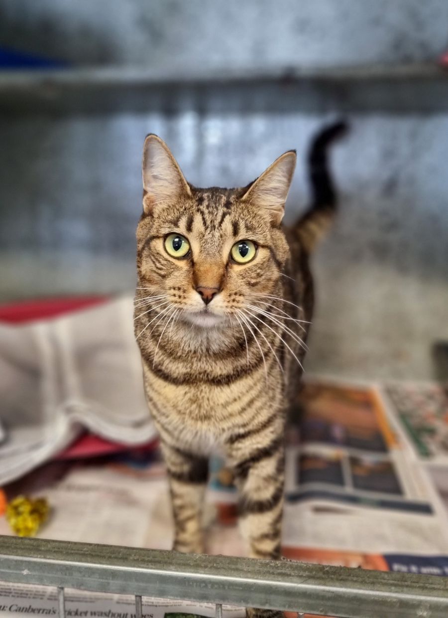 Scully - Male Domestic Short Hair Cat in NSW - PetRescue