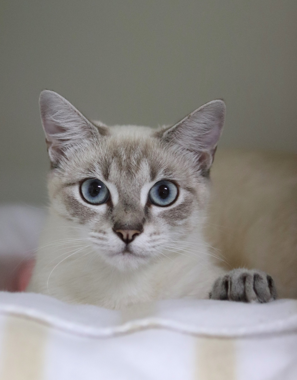 Maggie - Female Layanese Mix Cat in QLD - PetRescue