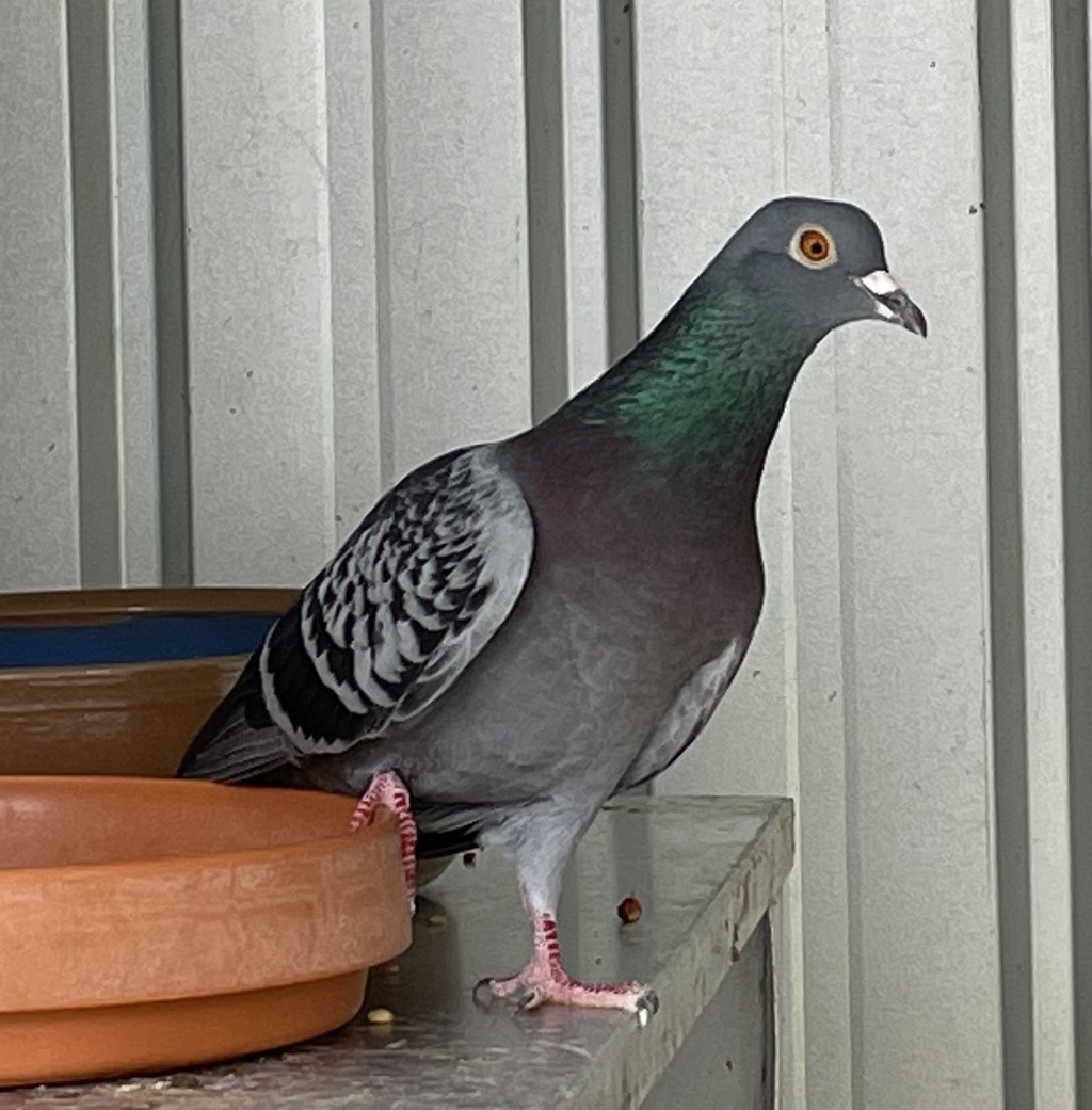 Dragon - Male Pigeon Bird in ACT - PetRescue
