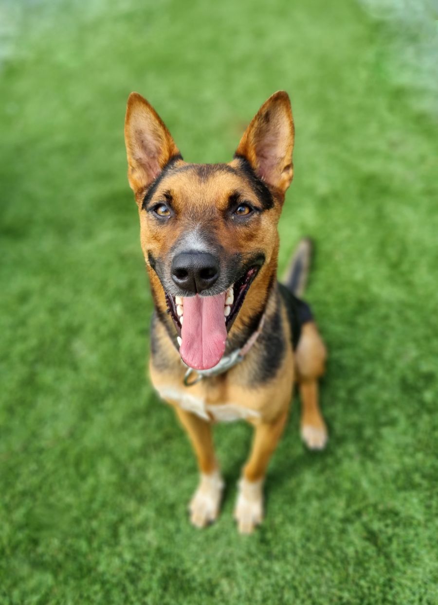 Rusty - Large Male Kelpie x German Shepherd x Australian Cattle Dog Mix ...