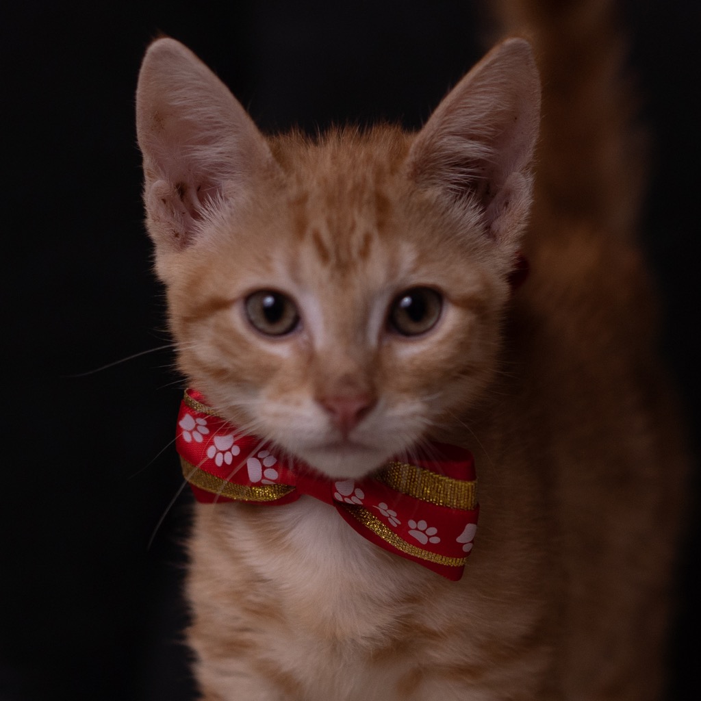 Bagel - Male Domestic Short Hair Cat in WA - PetRescue