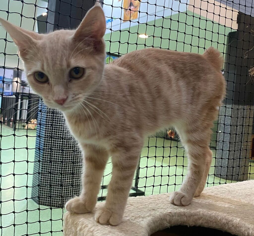 Crystal - Female Manx Mix Cat in QLD - PetRescue