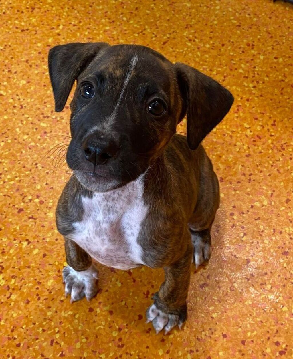 Monty - Medium Male Australian Cattle Dog x Boxer Mix Dog in QLD ...