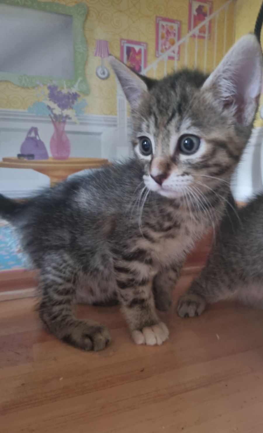 Pomegranate - Female Domestic Short Hair Cat in QLD - PetRescue
