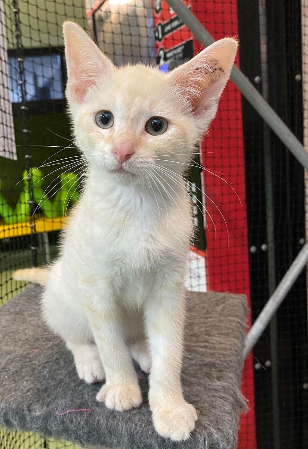 Jeffrey - Male Layanese Mix Cat in QLD - PetRescue