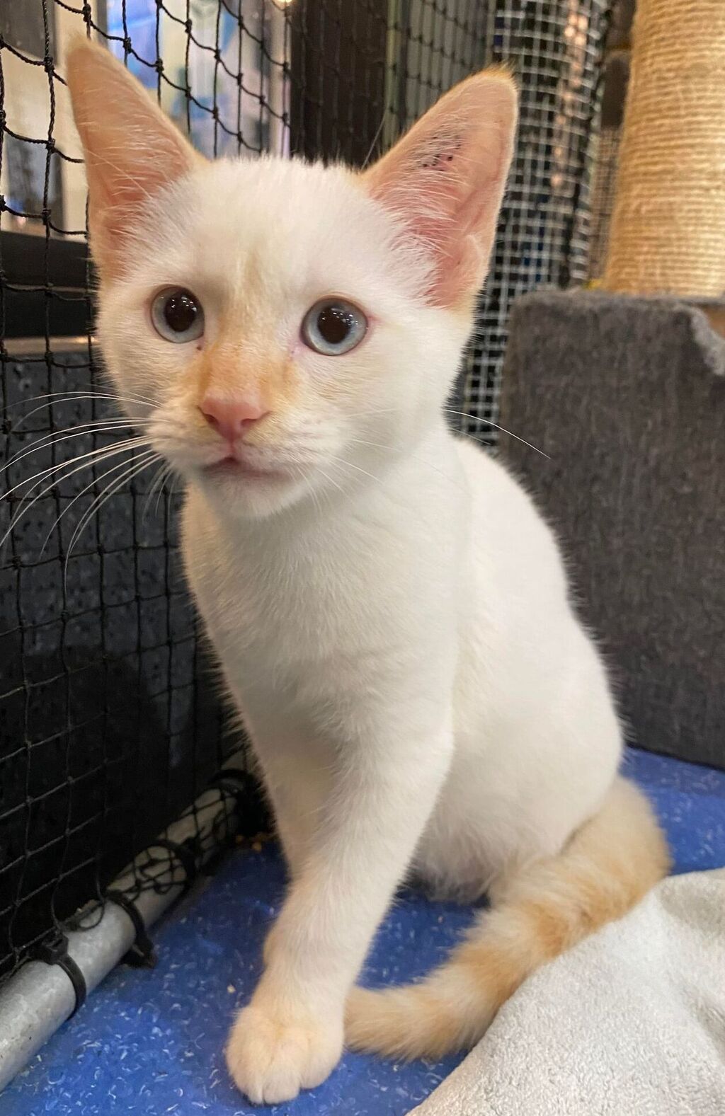 Rocky - Male Layanese Mix Cat in QLD - PetRescue