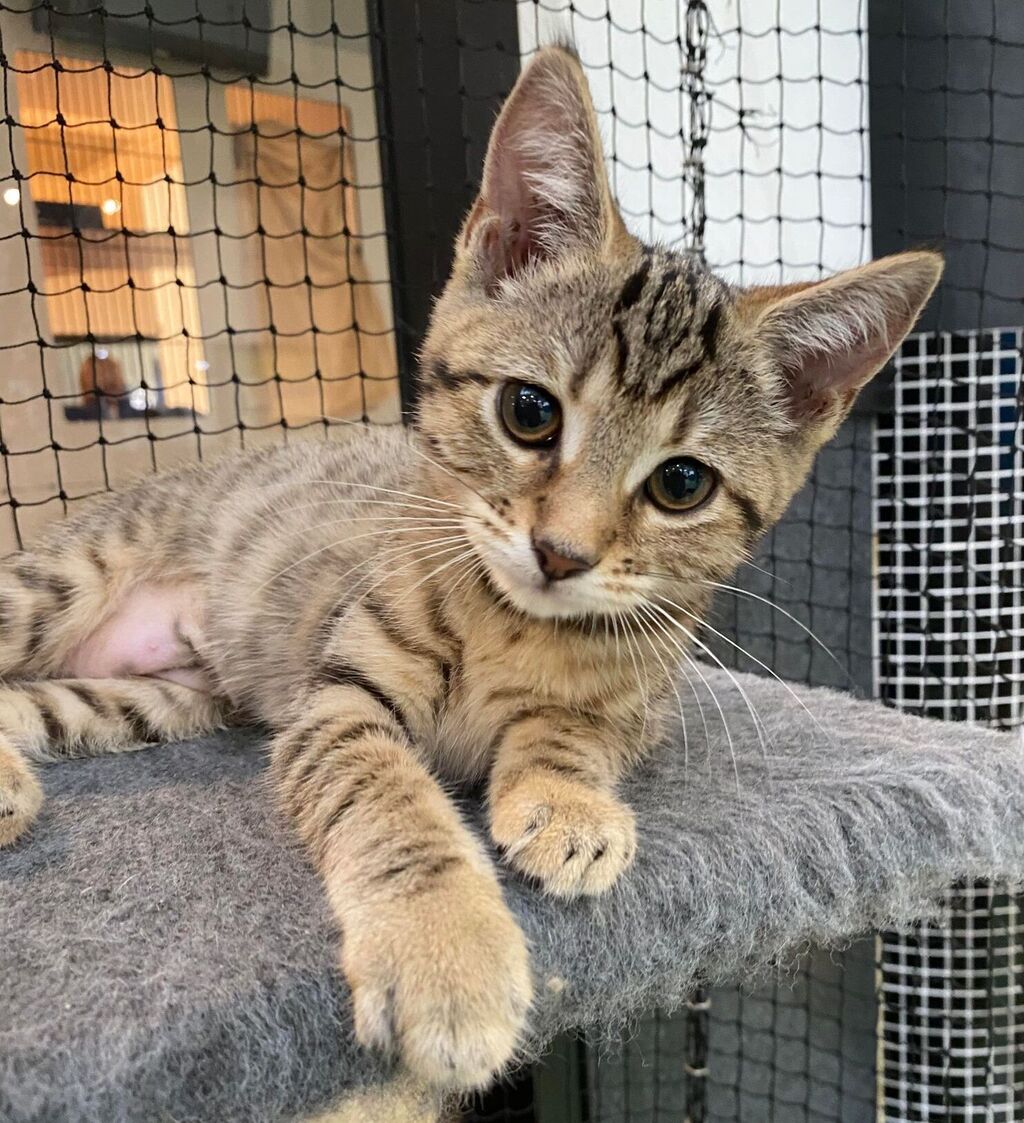 Buttons - Female Manx Mix Cat in QLD - PetRescue