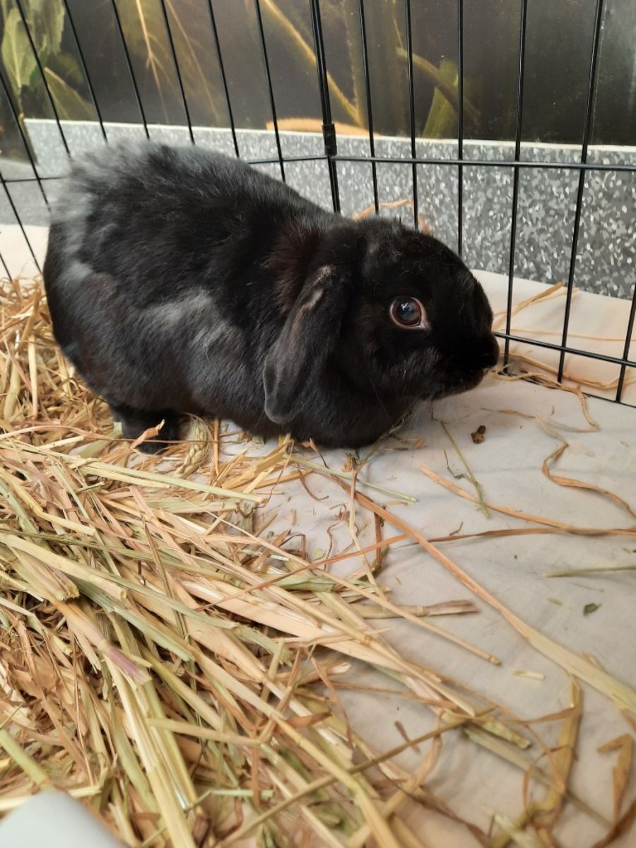 Beanie - Female Rex Rabbit in VIC - PetRescue