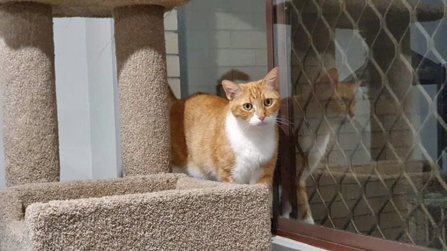 Small Paws Animal Rescue QLD - PetRescue