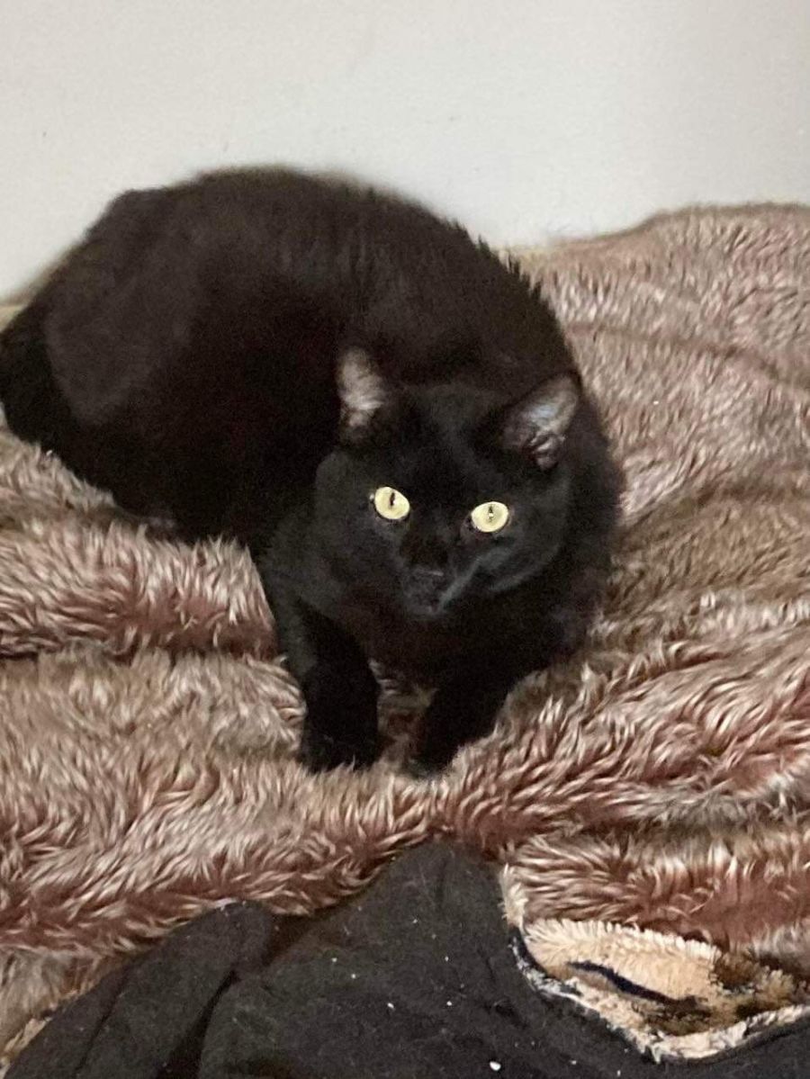 Biggie - Male Domestic Short Hair Cat in VIC - PetRescue