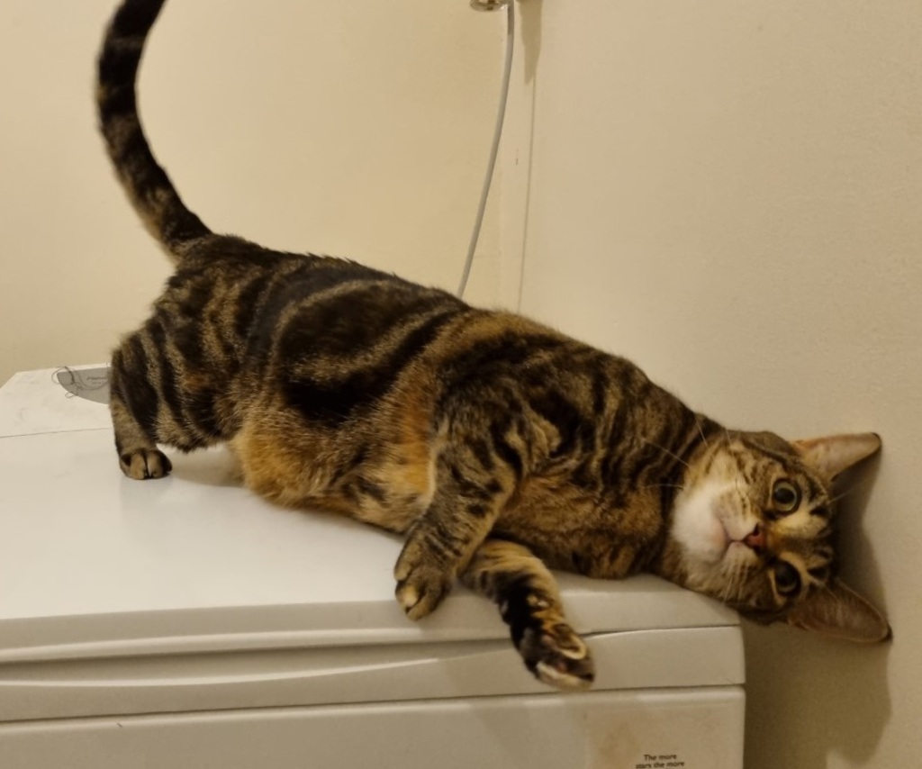 Shadow - Female Domestic Short Hair Mix Cat in WA - PetRescue