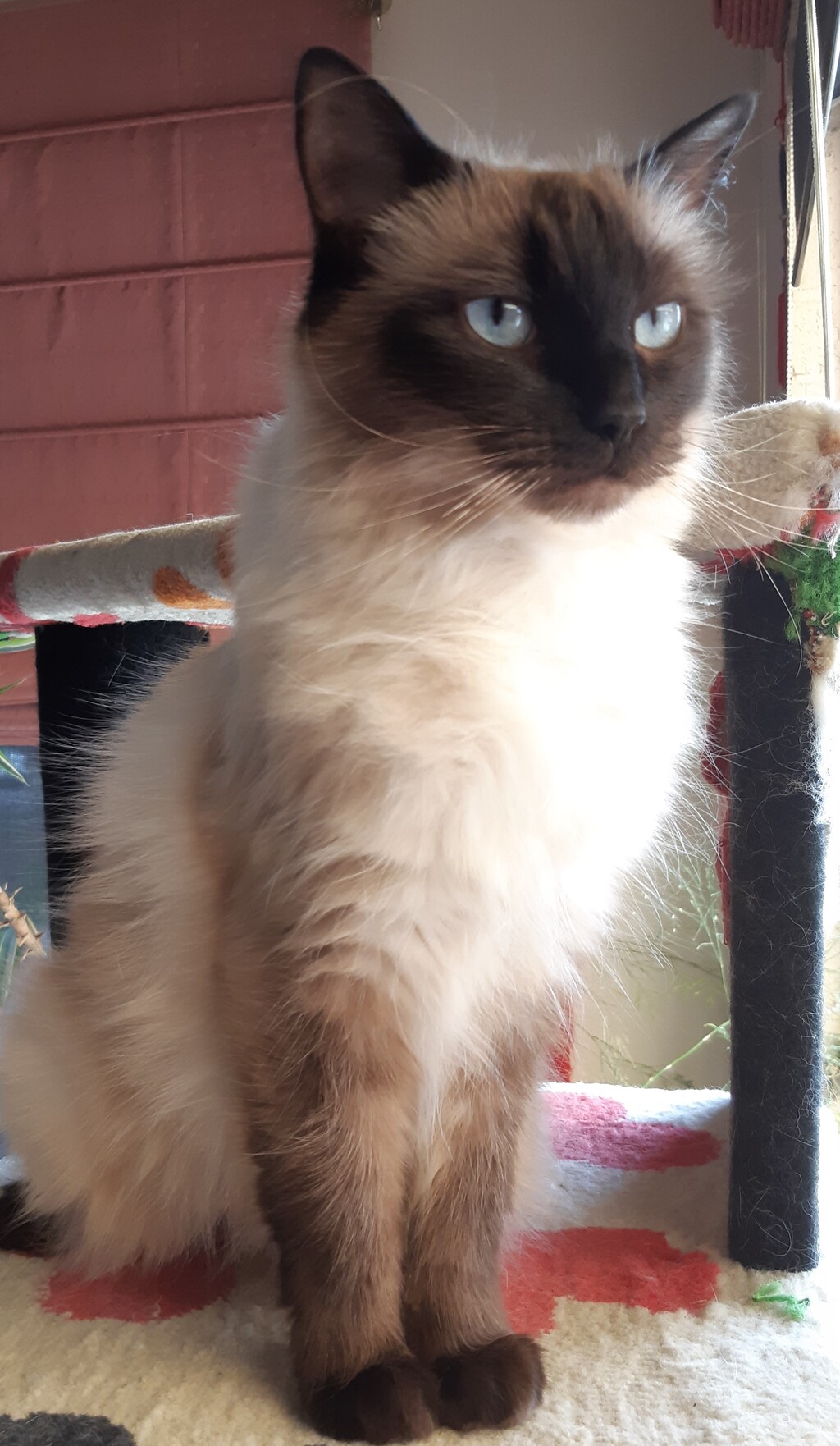 Ciabatta - Female Ragdoll Mix Cat in ACT - PetRescue