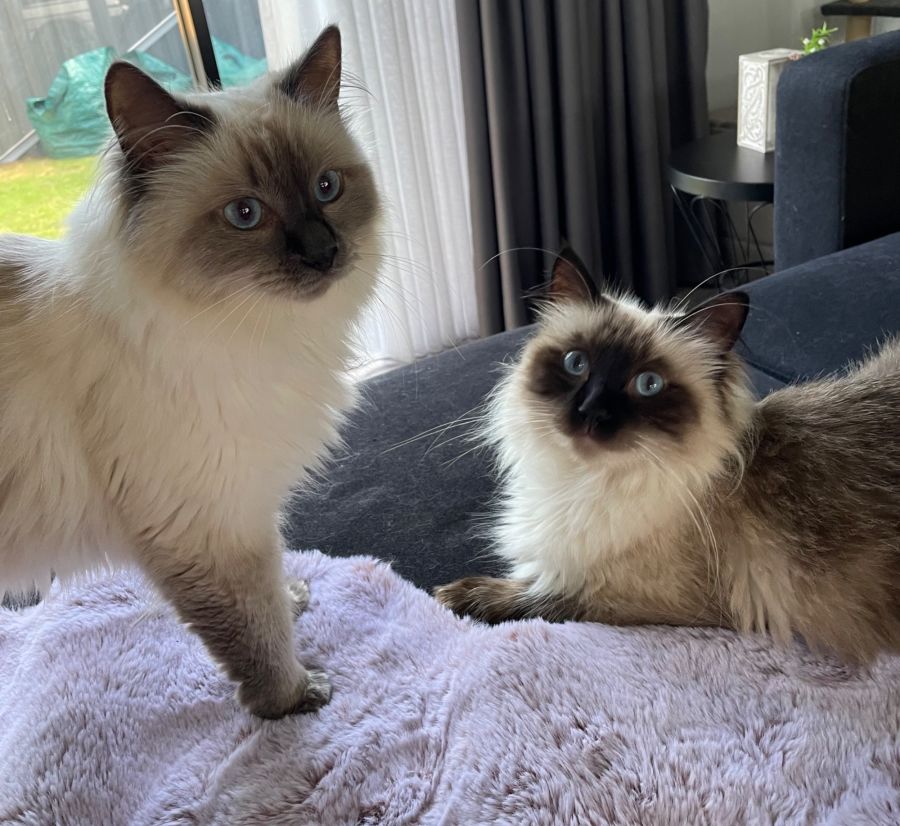Tiki & Missy - Female Himalayan Cat in QLD - PetRescue