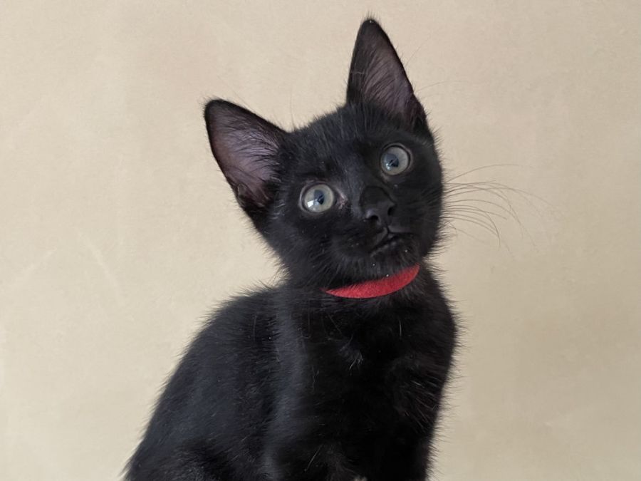 Reef - Male Domestic Short Hair Cat in NSW - PetRescue