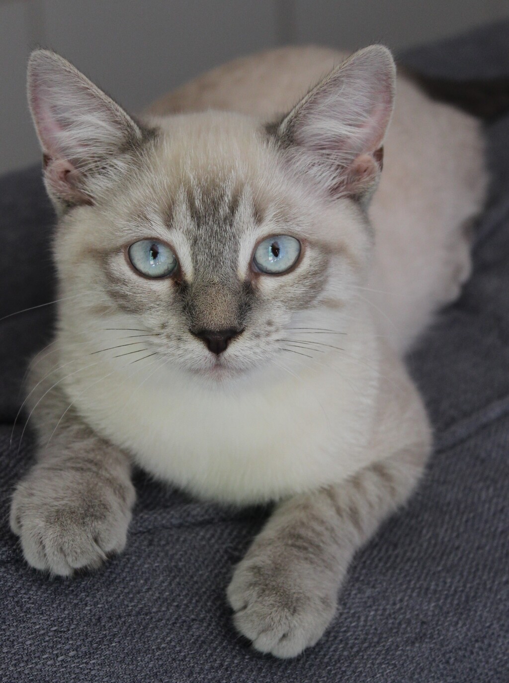 Cirrus - Male Layanese Mix Cat in QLD - PetRescue