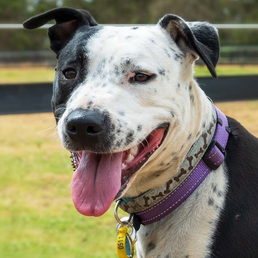 Skyla - Medium Female German Shorthaired Pointer x American ...
