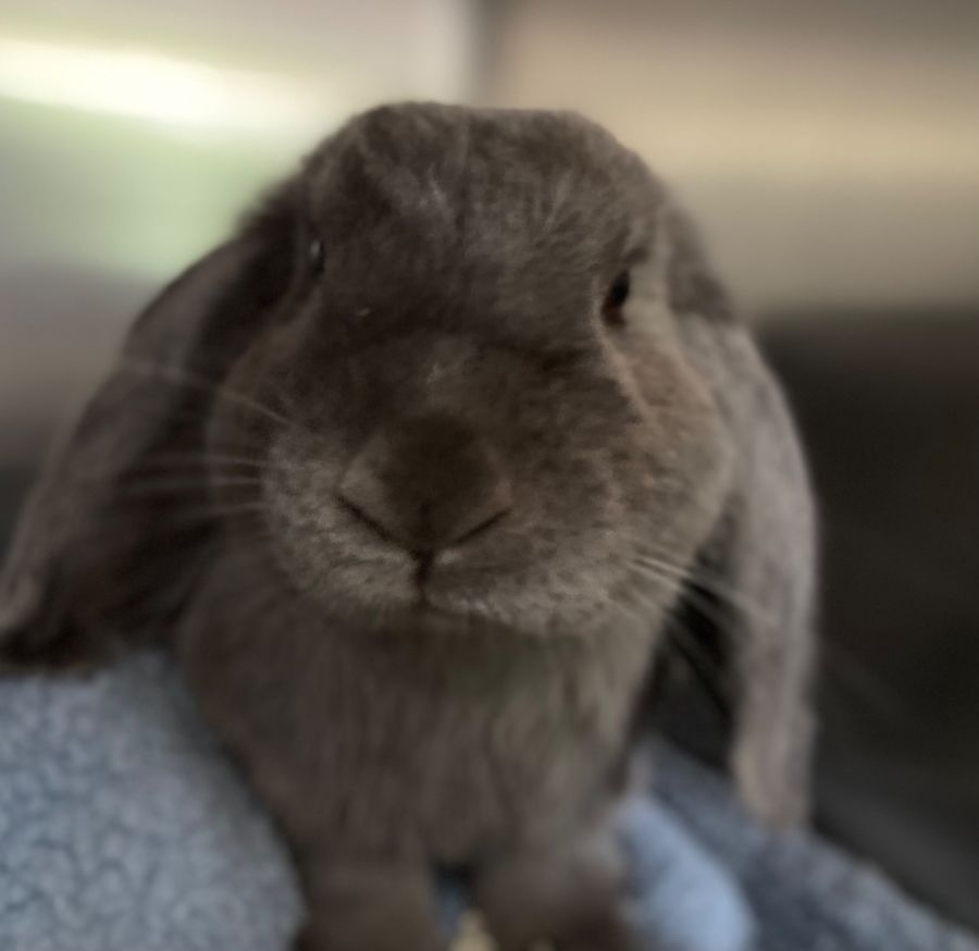 Flint - Male Lop Eared Mix Rabbit in NSW - PetRescue
