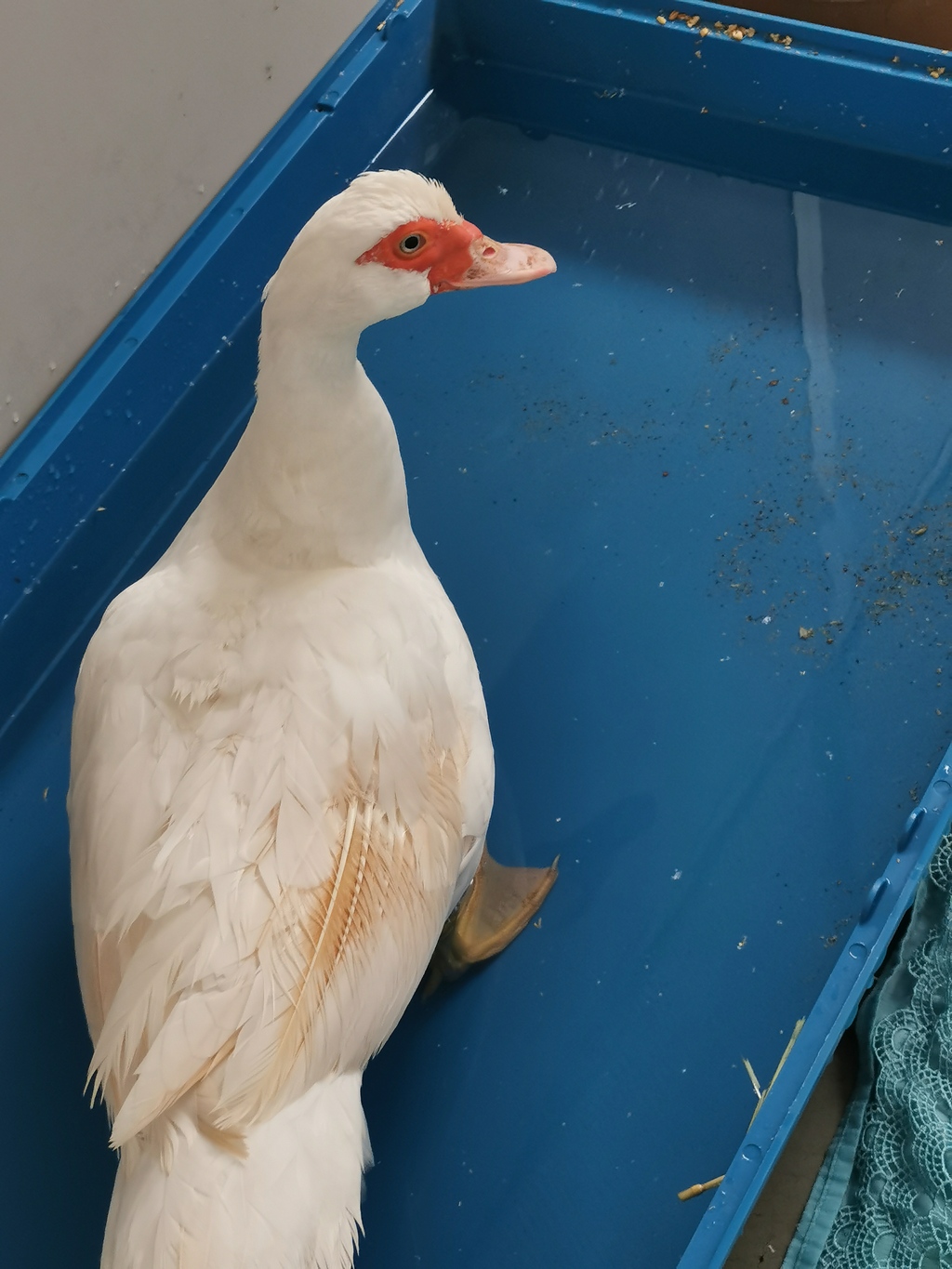 Rivia - Female Duck Muscovy Mix Fowl in QLD - PetRescue
