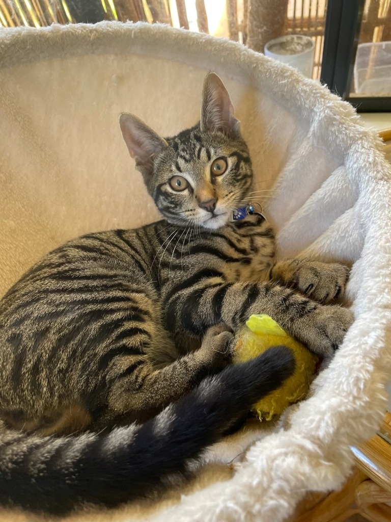 Tiger - Male Domestic Short Hair Cat in WA - PetRescue