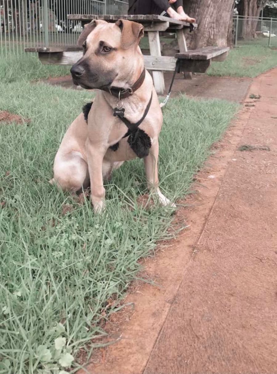 Marty - Medium Male Cattle Dog x Mastiff Mix Dog in QLD - PetRescue