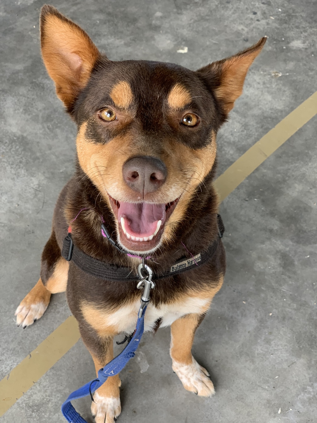 Coco - Medium Female Kelpie Mix Dog in QLD - PetRescue