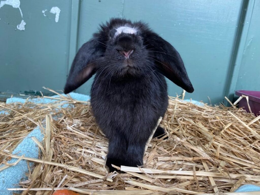 Galadriel - Female Lop Eared Rabbit in ACT - PetRescue