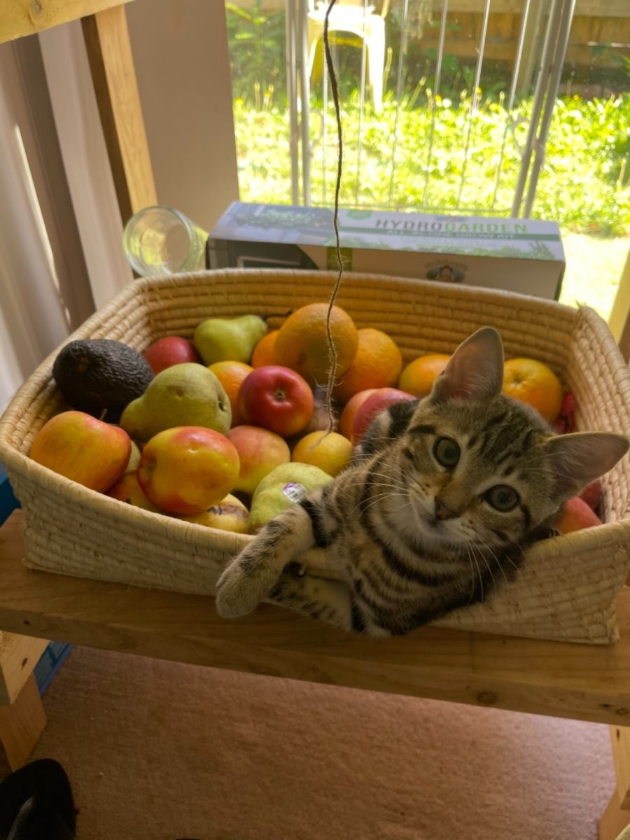 Tinka - Female Domestic Short Hair Cat in VIC - PetRescue