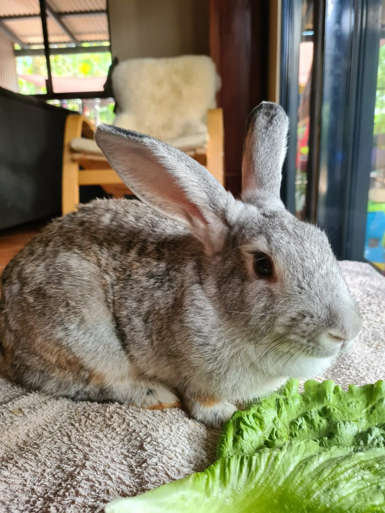 Dizzy - Female Dwarf Rabbit in WA - PetRescue