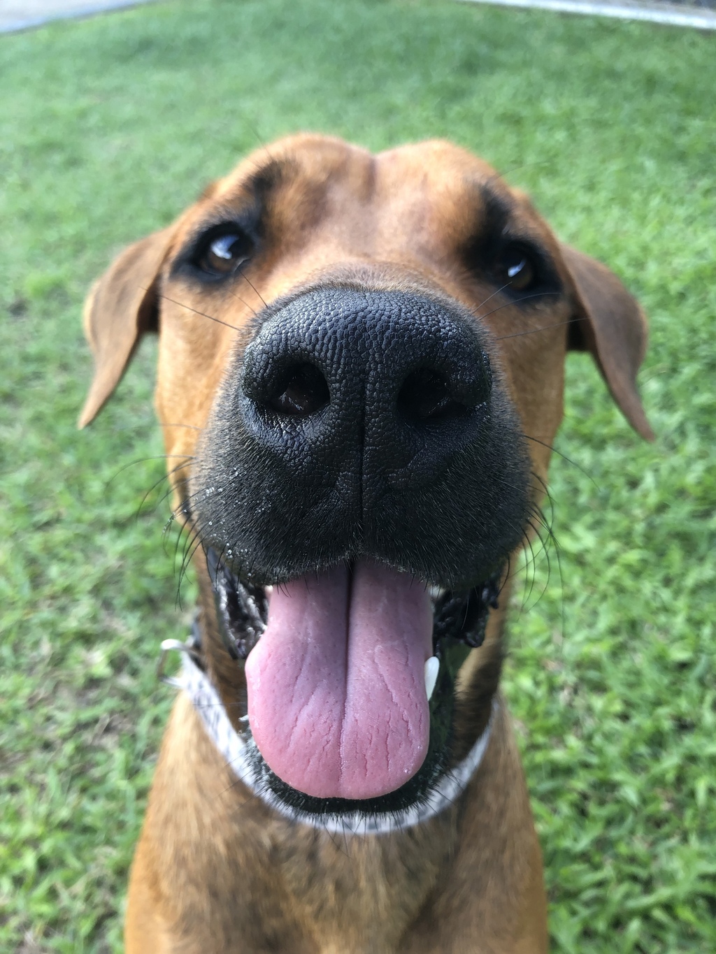 Willow - Medium Female Kelpie x Rhodesian Ridgeback Mix Dog in QLD ...