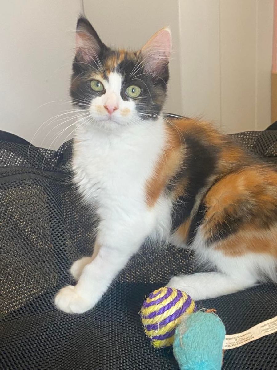 Flur - Located in Coburg - Female Domestic Short Hair Cat in VIC ...