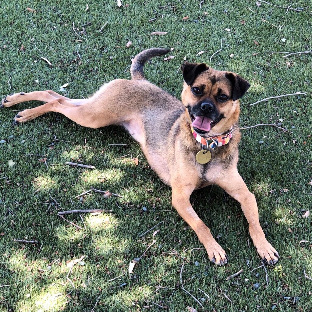 Montana - Medium Female Labrador x Pug Mix Dog in VIC - PetRescue