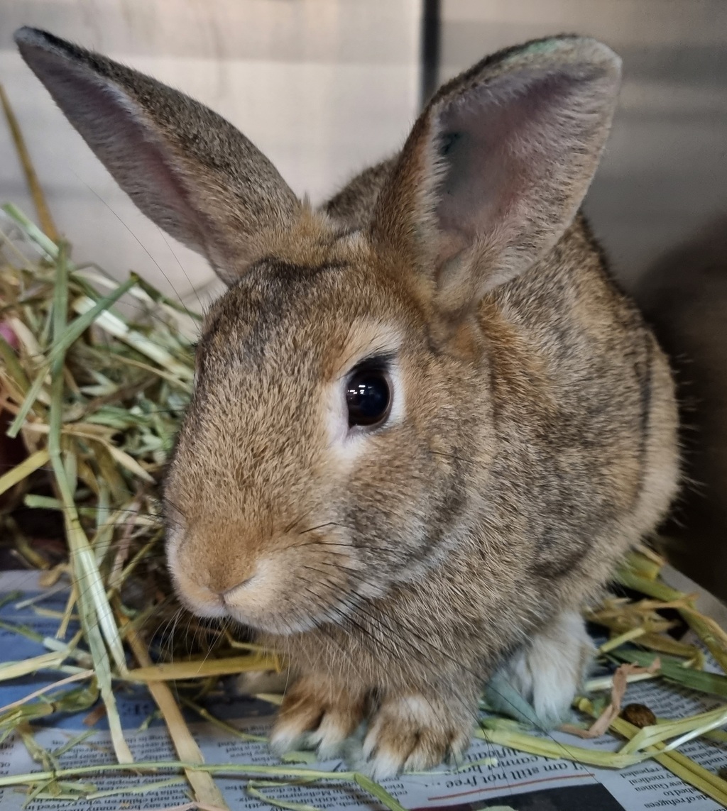 Huey - Male Rabbit Unspecified Mix Rabbit in VIC - PetRescue